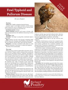 Fowl Typhoid and Pullorum Disease - Backyard Poultry